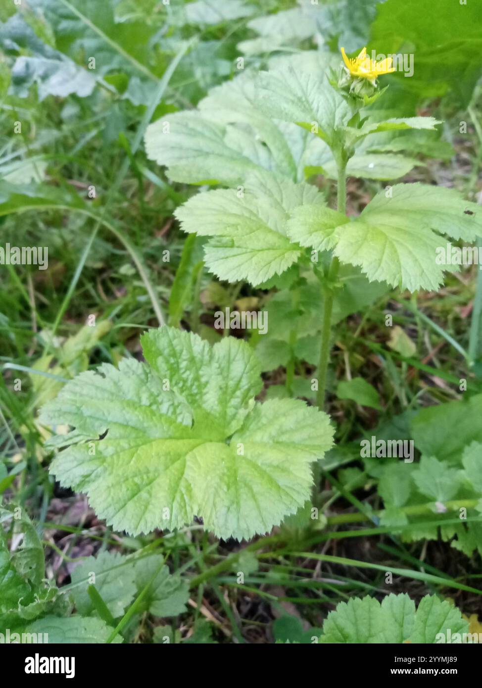 Large-leaved Avens (Geum macrophyllum Stock Photo - Alamy