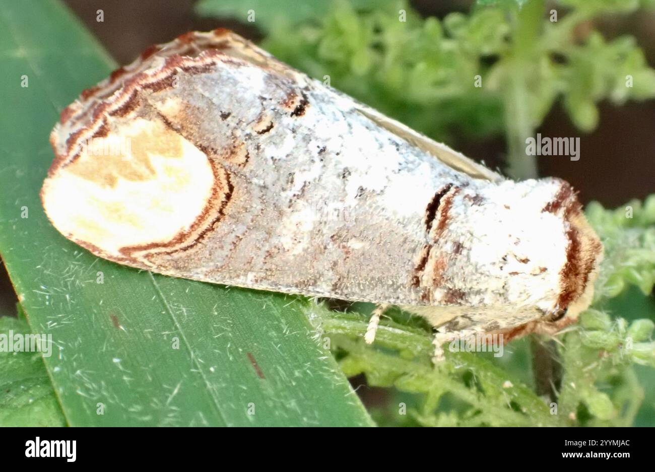 Buff-tip (Phalera bucephala Stock Photo - Alamy