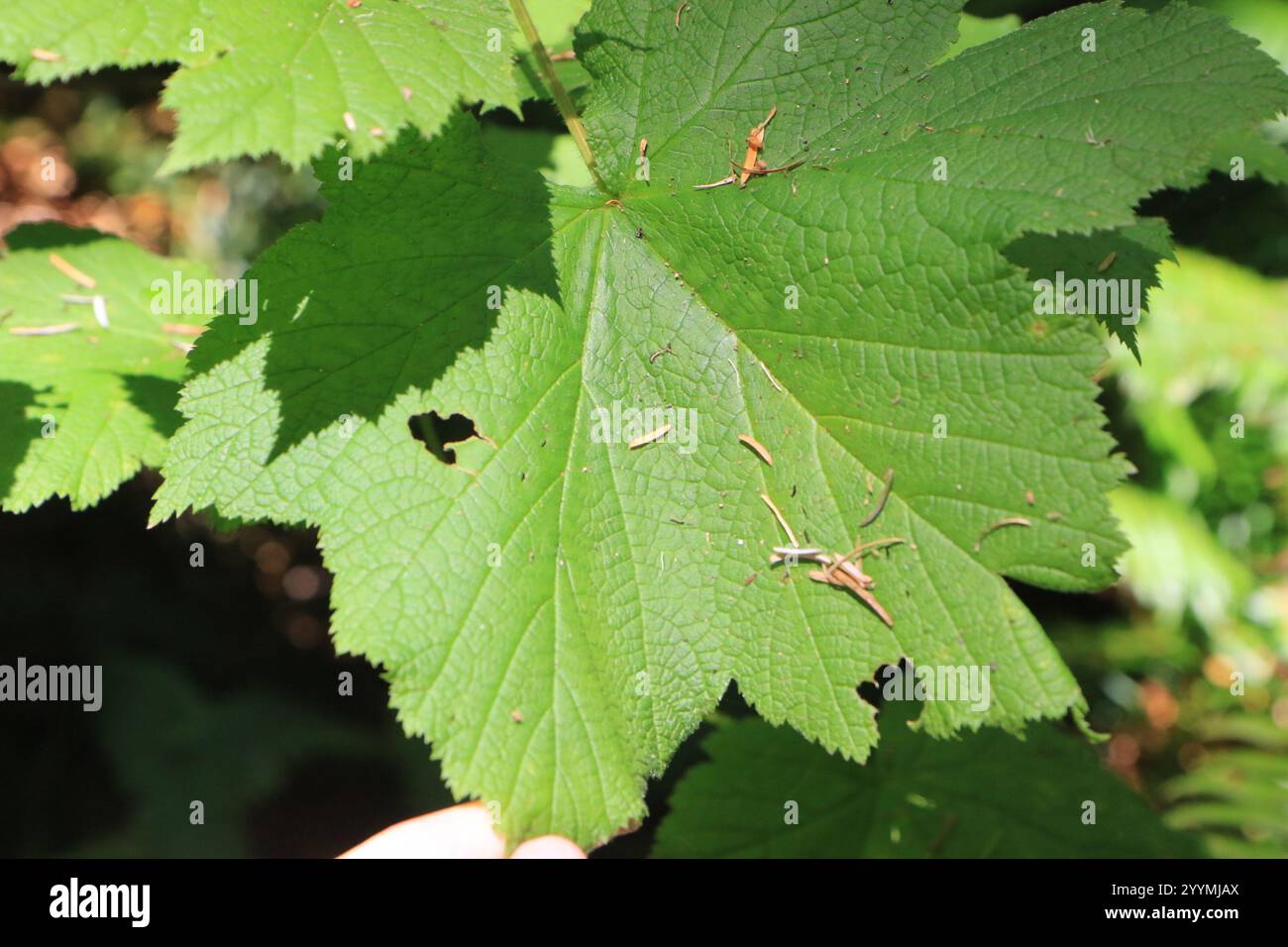 thimbleberry (Rubus parviflorus Stock Photo - Alamy