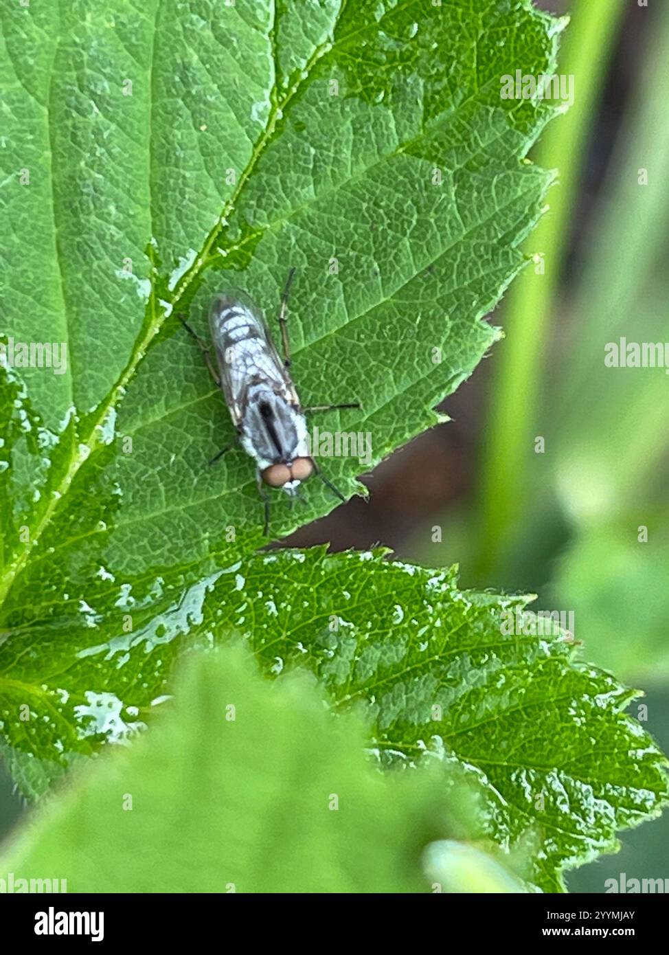 Therevidae hi-res stock photography and images - Alamy