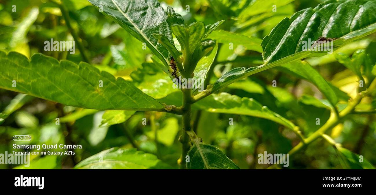 Graceful Twig Ant (Pseudomyrmex gracilis Stock Photo - Alamy
