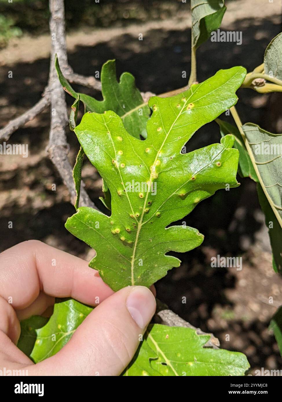 oak flake gall wasp (Neuroterus quercusverrucarum Stock Photo - Alamy