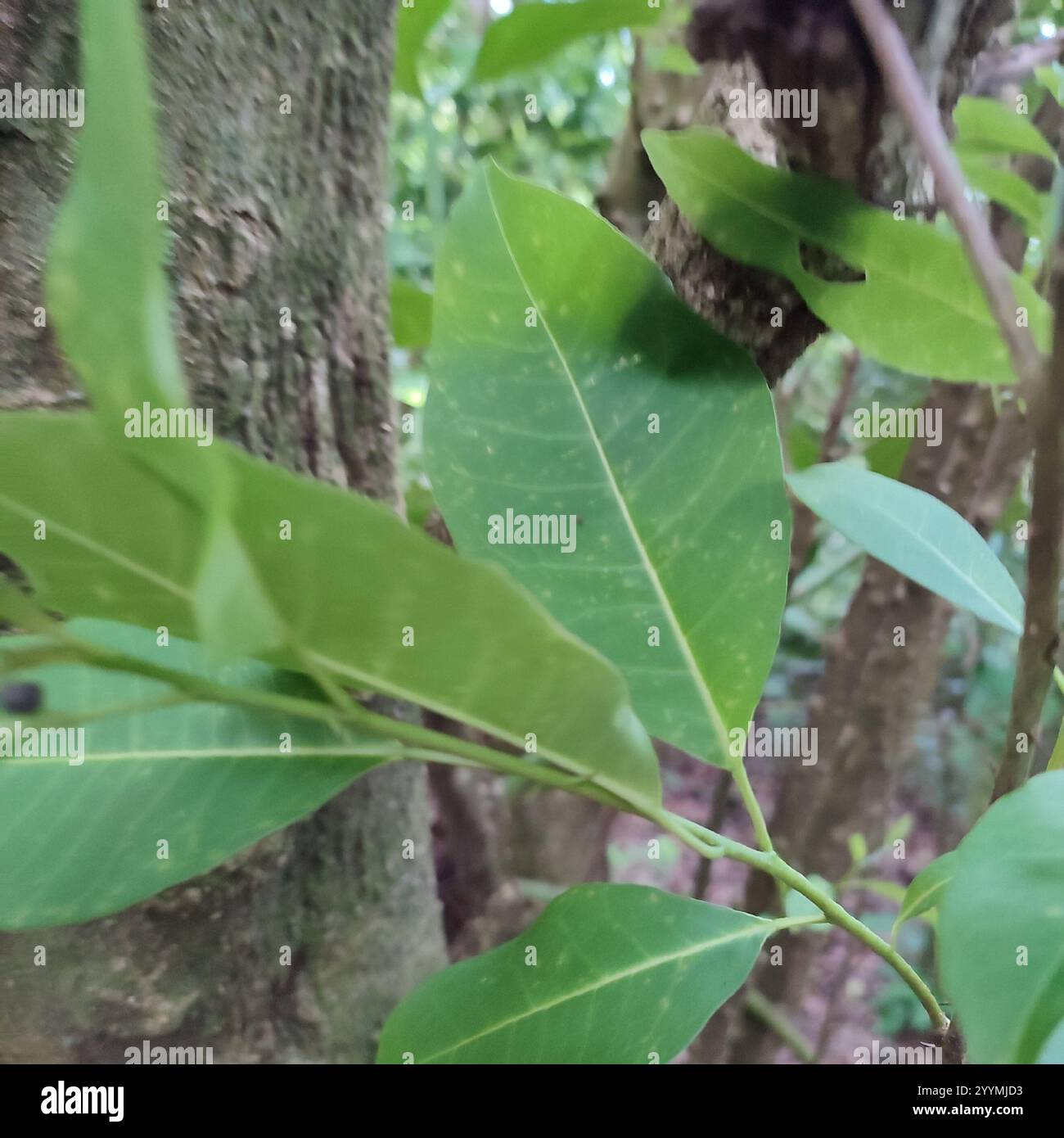 yellow prickle (Zanthoxylum schreberi Stock Photo - Alamy