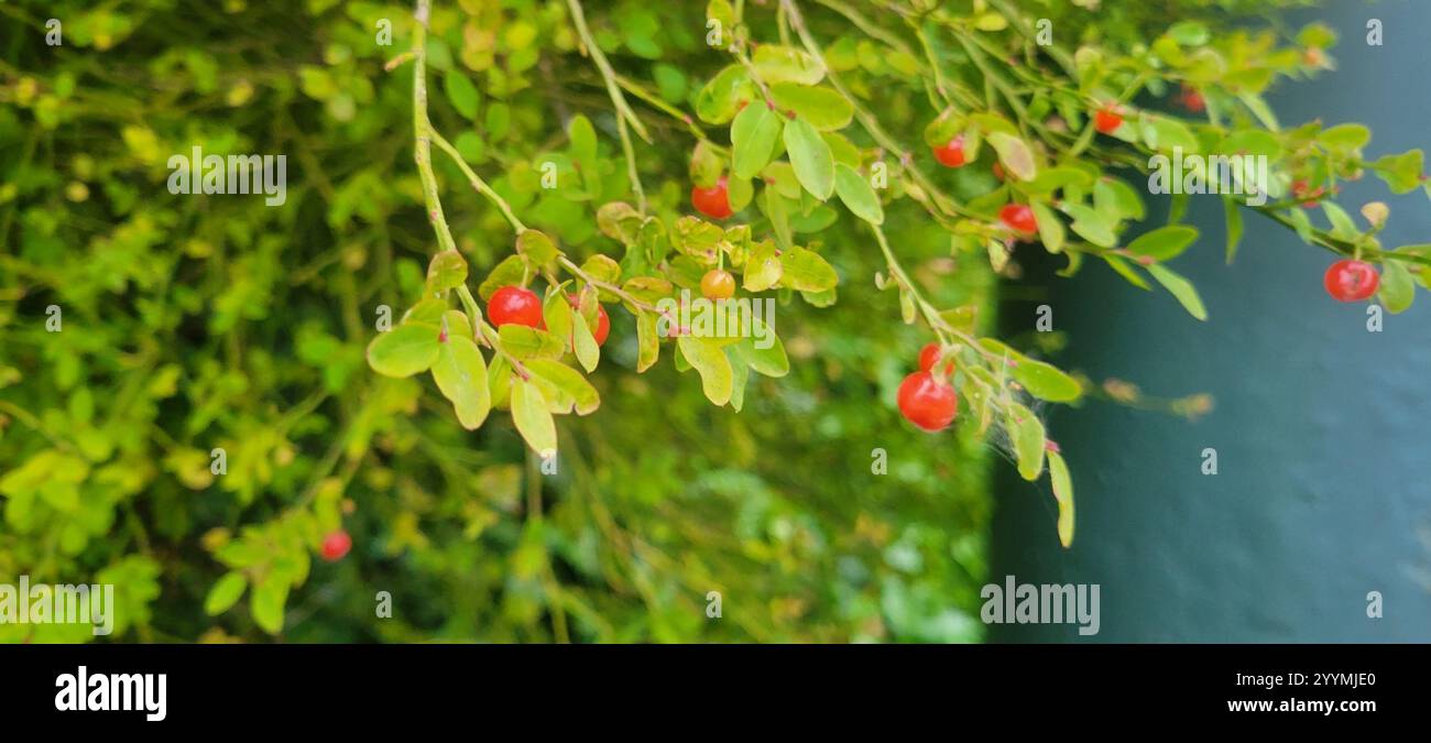 Red Huckleberry (Vaccinium parvifolium Stock Photo - Alamy