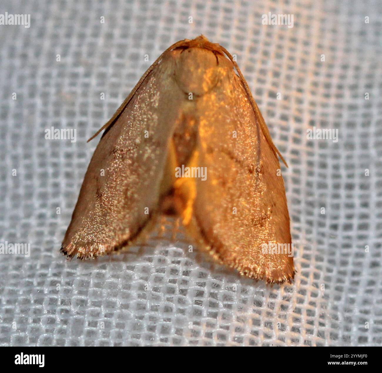 Red-crossed Button Slug Moth (Tortricidia pallida Stock Photo - Alamy