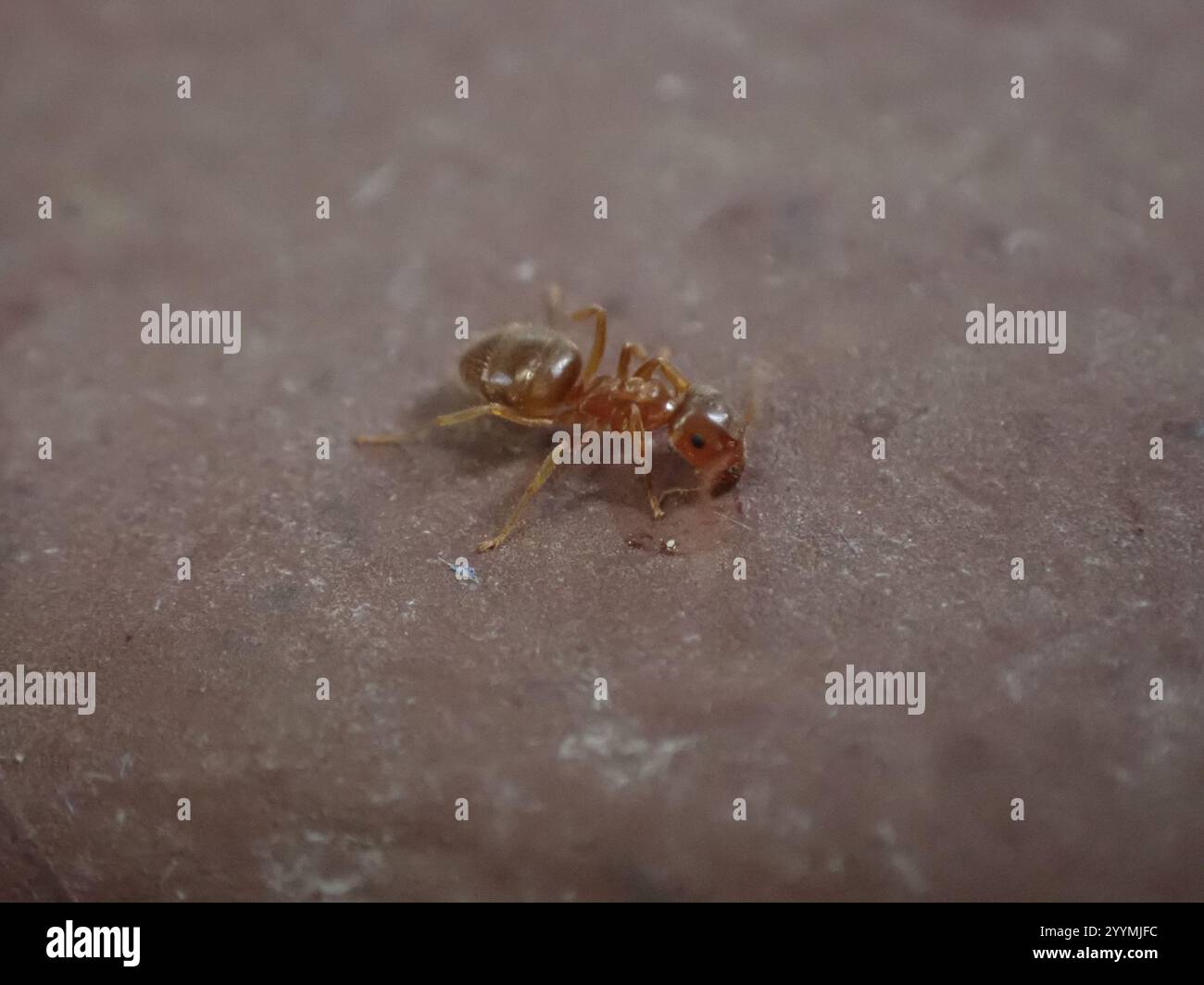 Citronella Ants, Fuzzy Ants, and Allies (Lasius Stock Photo - Alamy