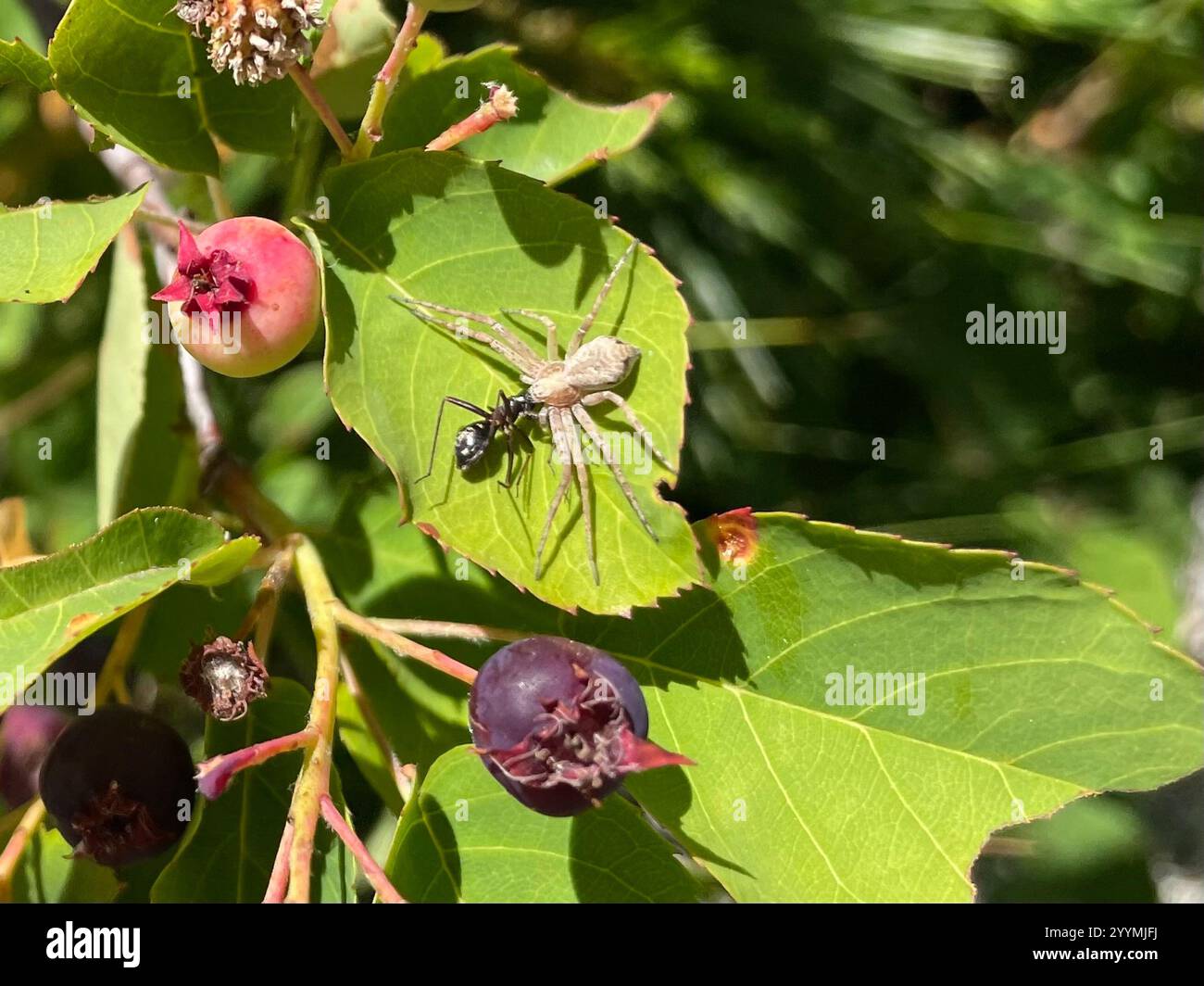 Tuberculated Crab Spider (Tmarus angulatus Stock Photo - Alamy