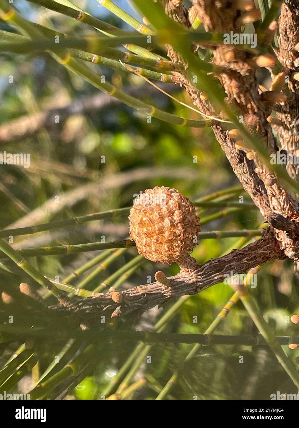 Swamp sheoak (Casuarina glauca Stock Photo - Alamy