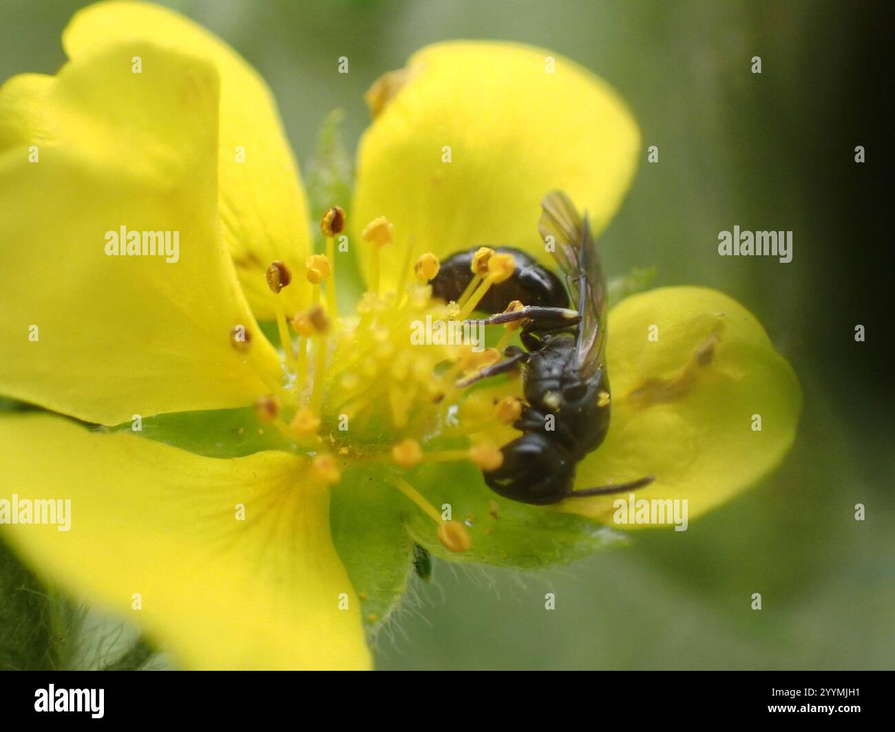 Masked Bees (Hylaeus Stock Photo - Alamy