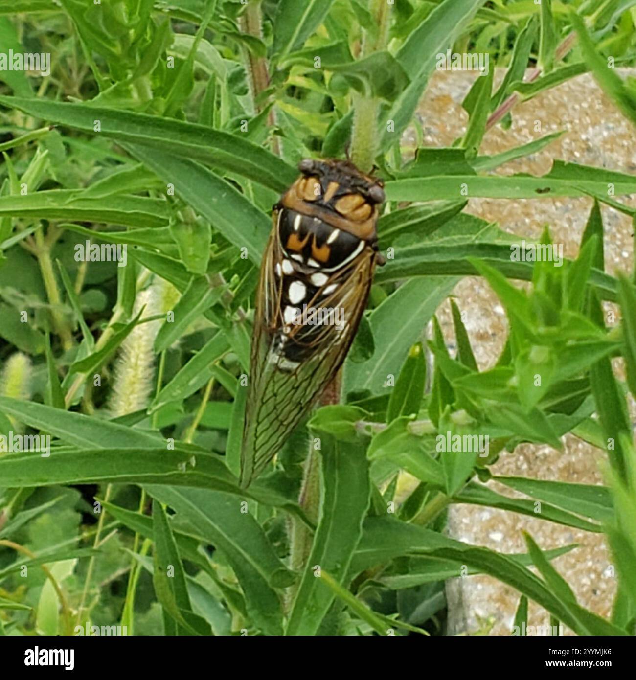 Bush Cicada (Megatibicen dorsatus Stock Photo - Alamy