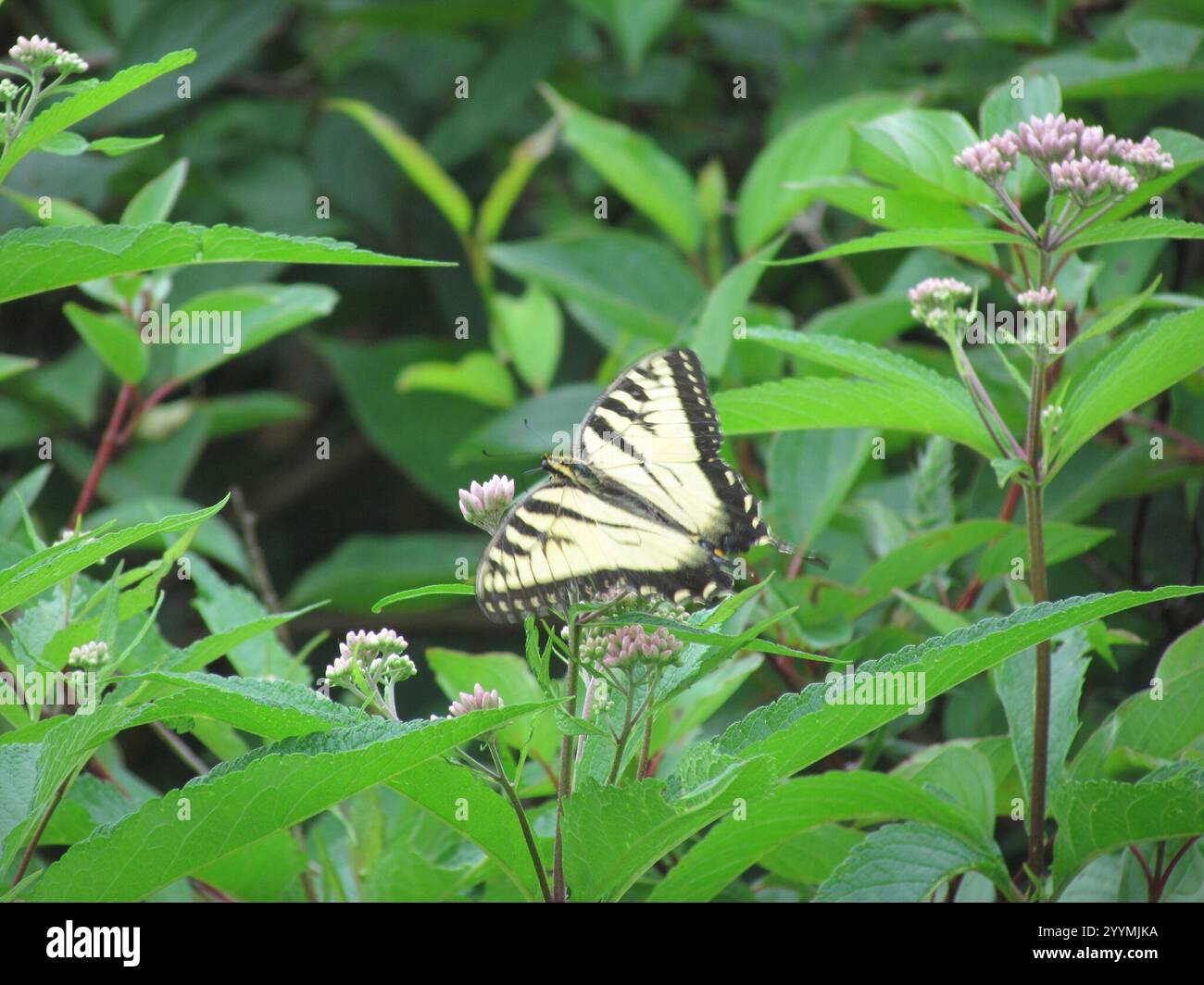 Canadian Tiger Swallowtail (Papilio canadensis Stock Photo - Alamy