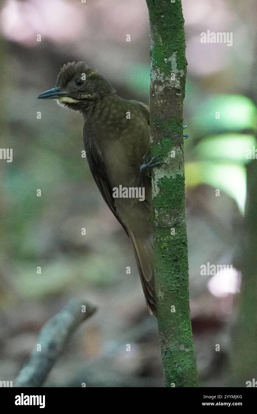 Tawny-winged Woodcreeper (Dendrocincla anabatina Stock Photo - Alamy