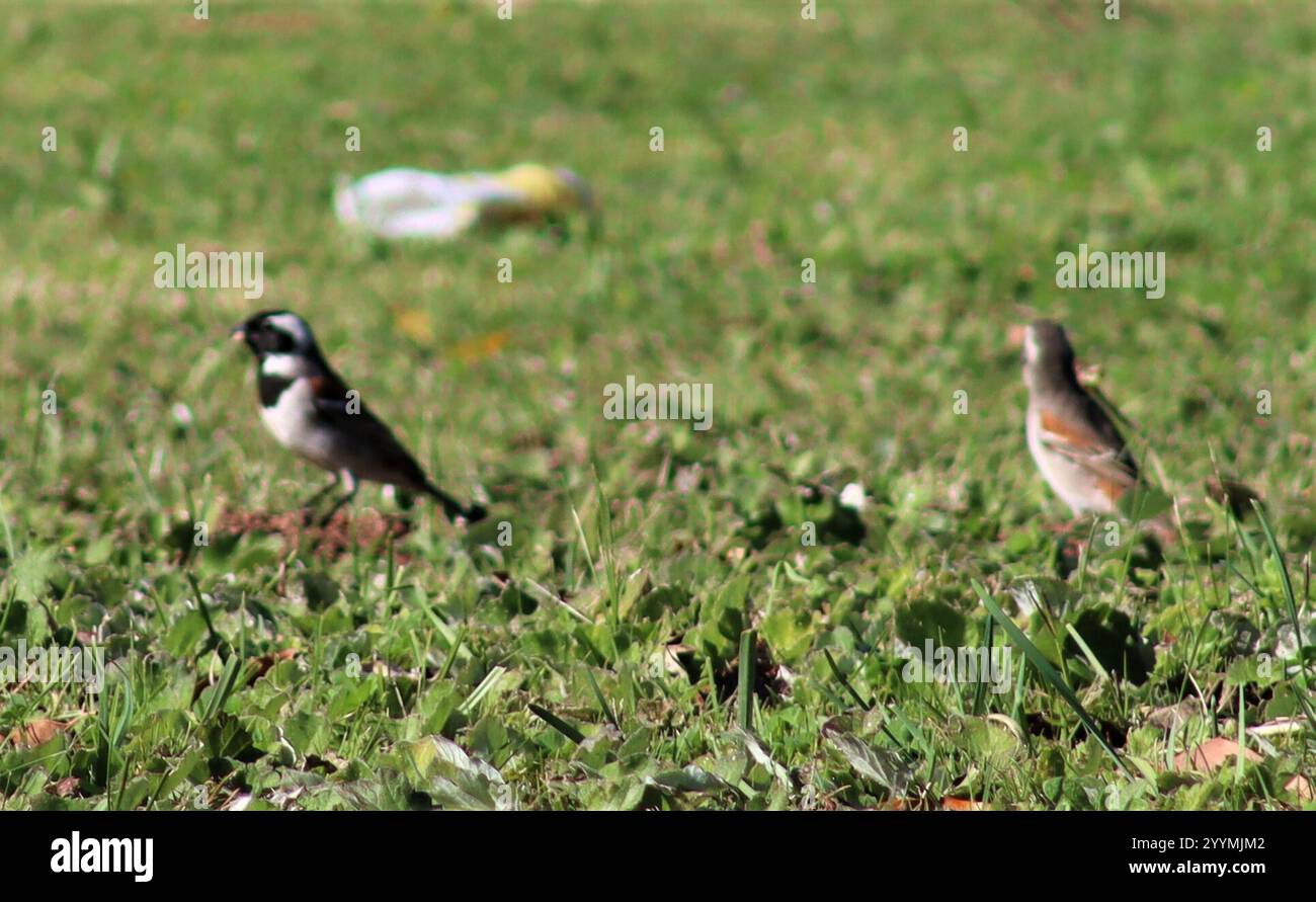 Common Cape Sparrow (Passer melanurus melanurus Stock Photo - Alamy