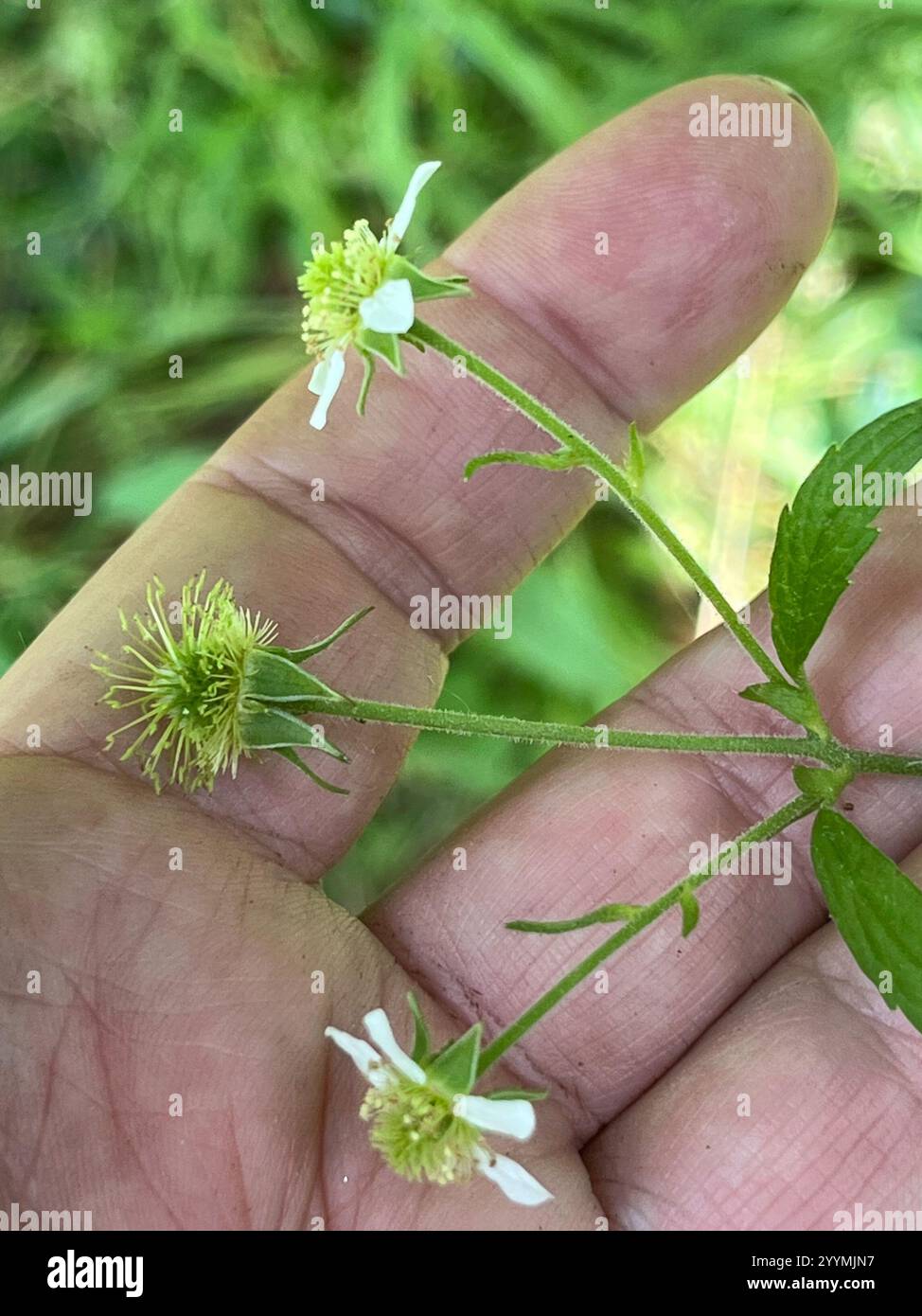 white avens (Geum canadense Stock Photo - Alamy