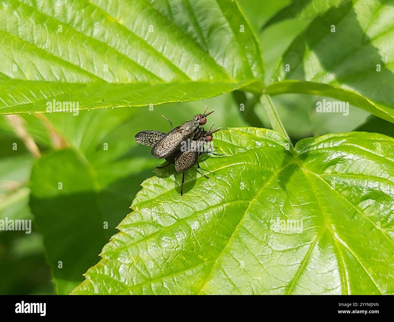 Sieve-winged Snailkiller (Coremacera marginata Stock Photo - Alamy