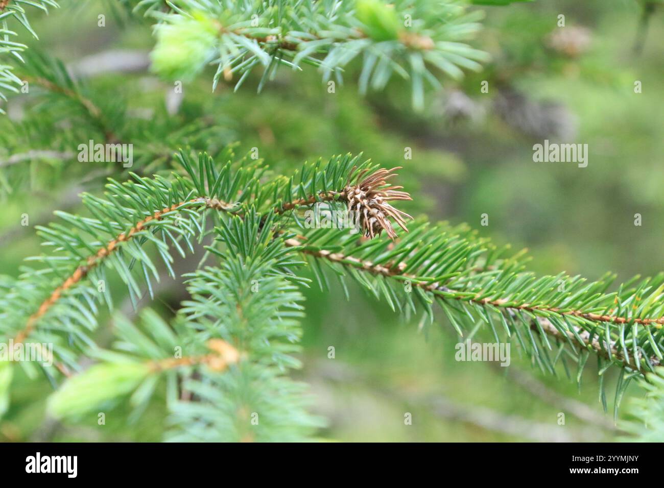 Engelmann spruce (Picea engelmannii Stock Photo - Alamy