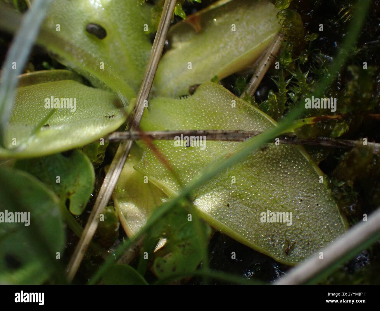 Common Butterwort (Pinguicula vulgaris Stock Photo - Alamy
