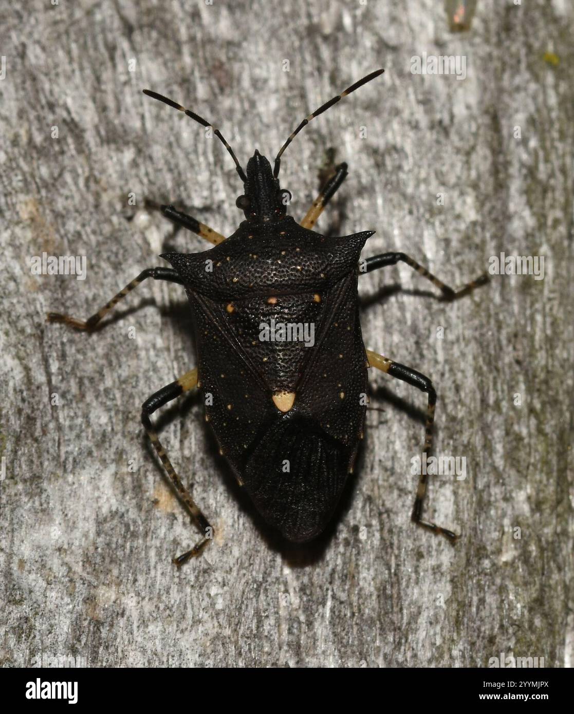 Black Stink Bug (Proxys punctulatus Stock Photo - Alamy
