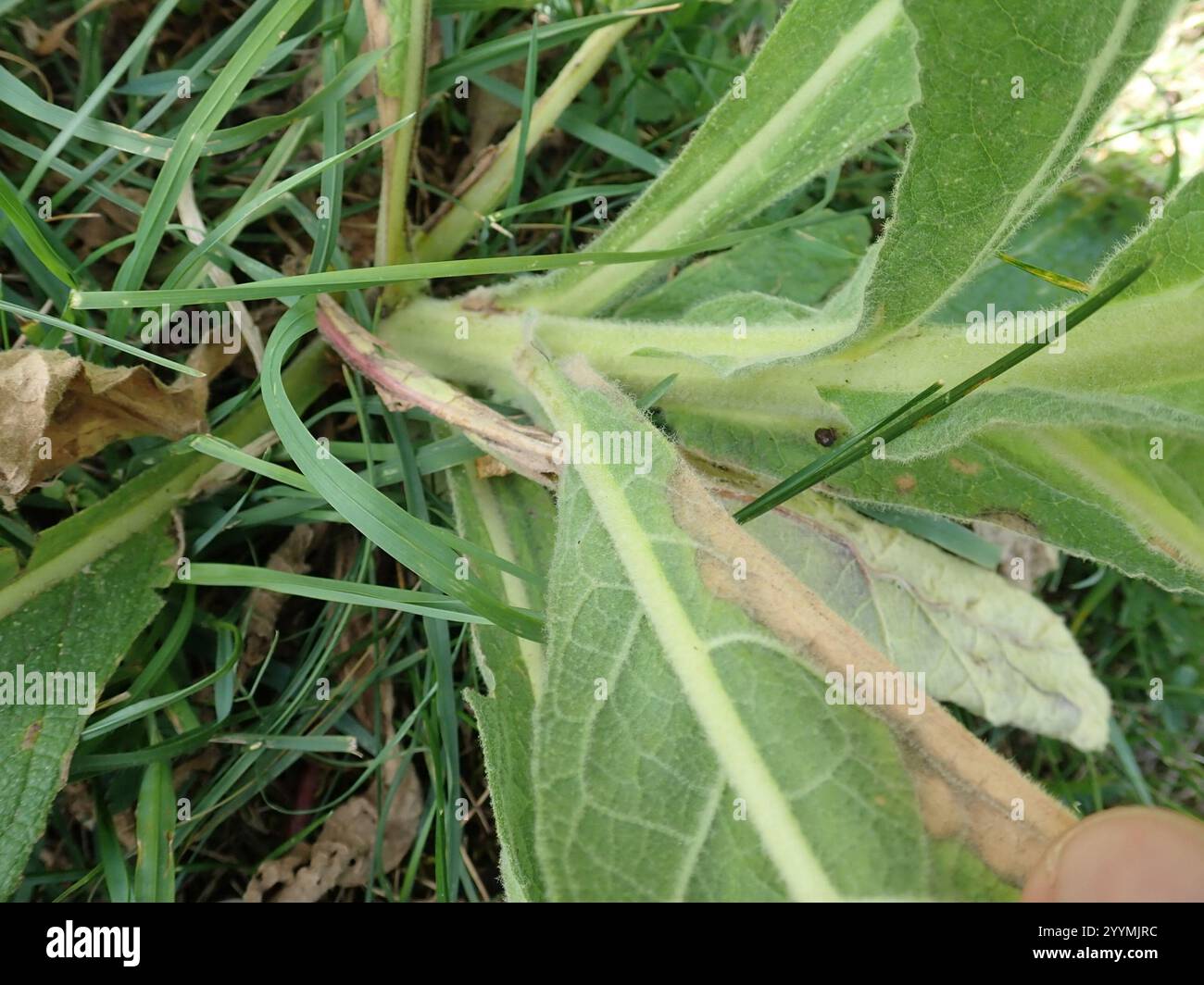 great mullein (Verbascum thapsus Stock Photo - Alamy