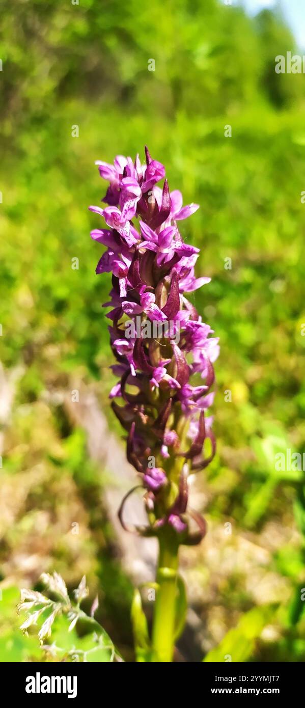 Early Marsh-orchid (Dactylorhiza incarnata Stock Photo - Alamy
