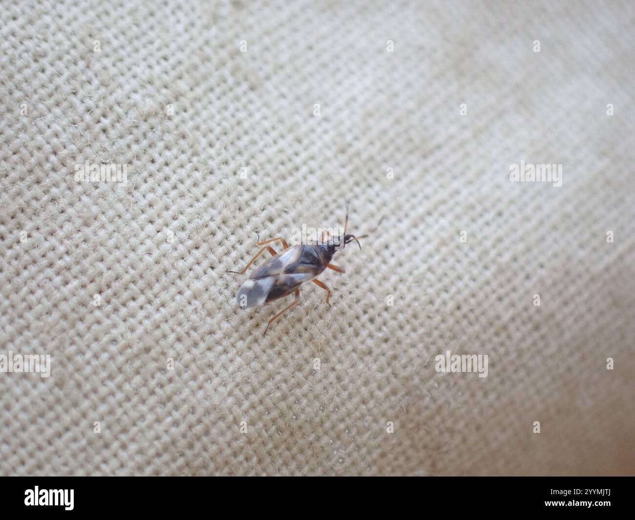 Minute pirate bugs (Anthocoridae Stock Photo - Alamy