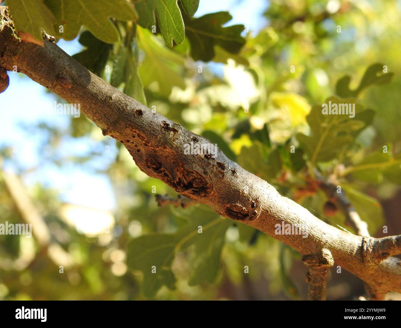 Irregular Spindle Gall Wasp (Andricus chrysolepidicola Stock Photo - Alamy