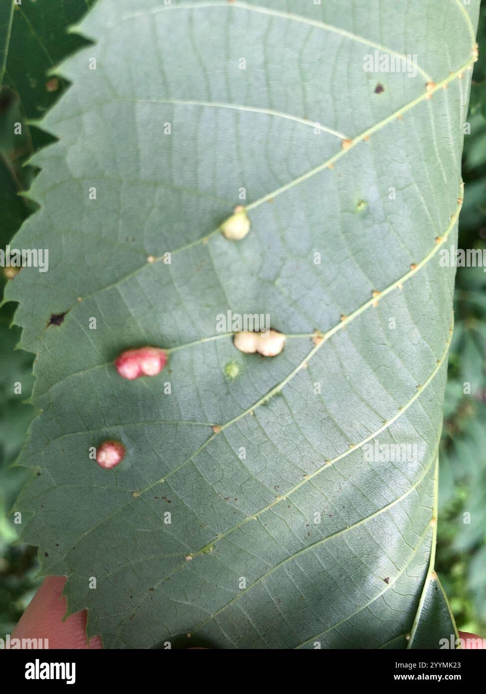 Contarinia hi-res stock photography and images - Alamy