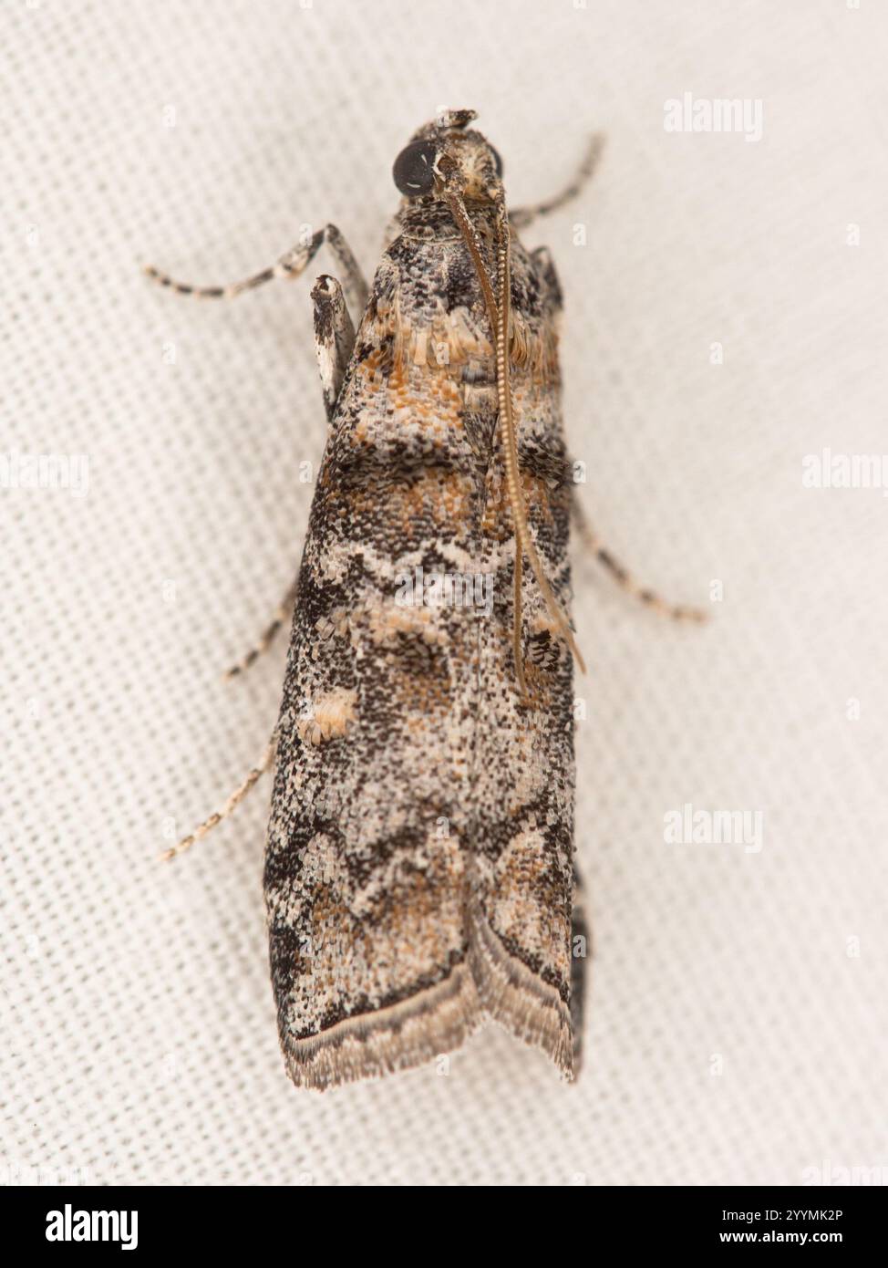 Conifer Coneworm Moths (Dioryctria Stock Photo - Alamy