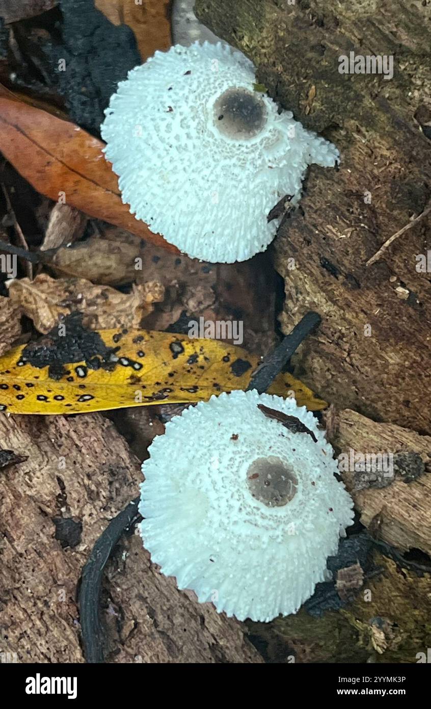 Skullcap Dapperling (Leucocoprinus brebissonii Stock Photo - Alamy