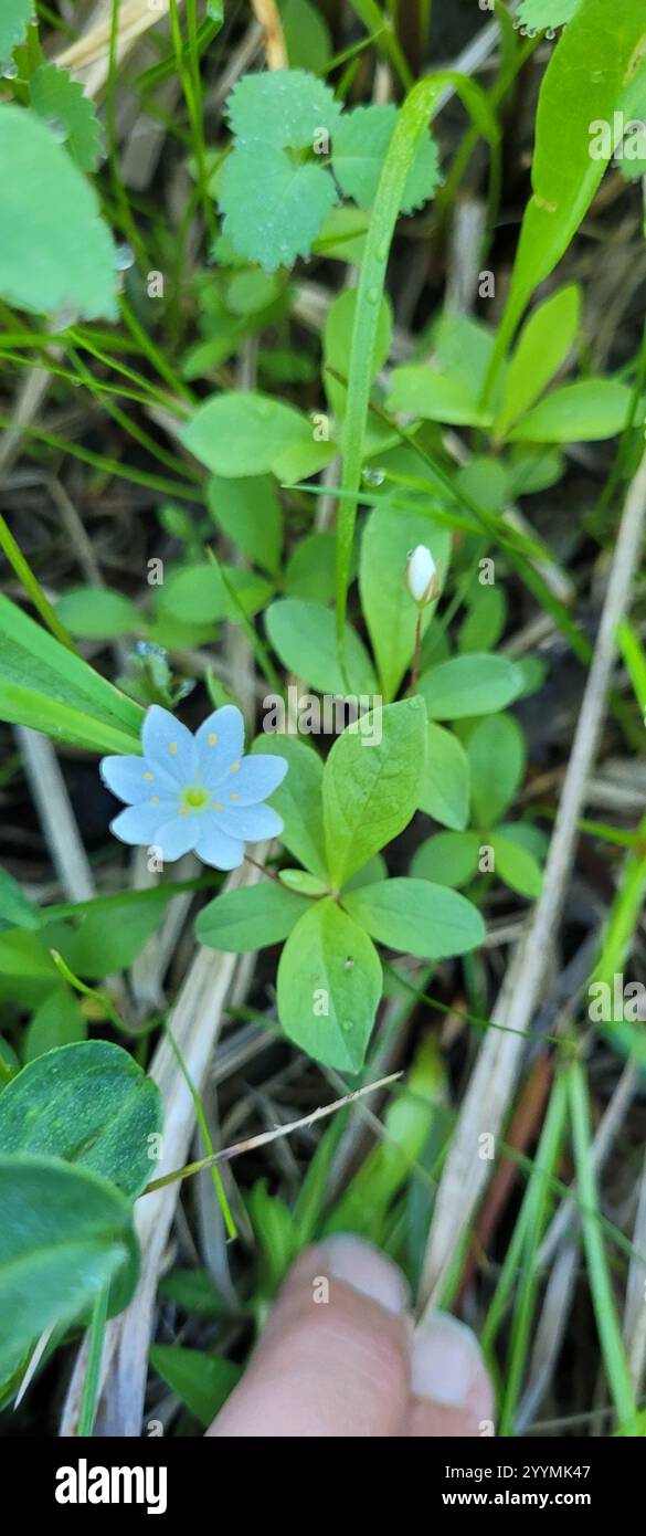 Arctic Starflower (Lysimachia europaea Stock Photo - Alamy