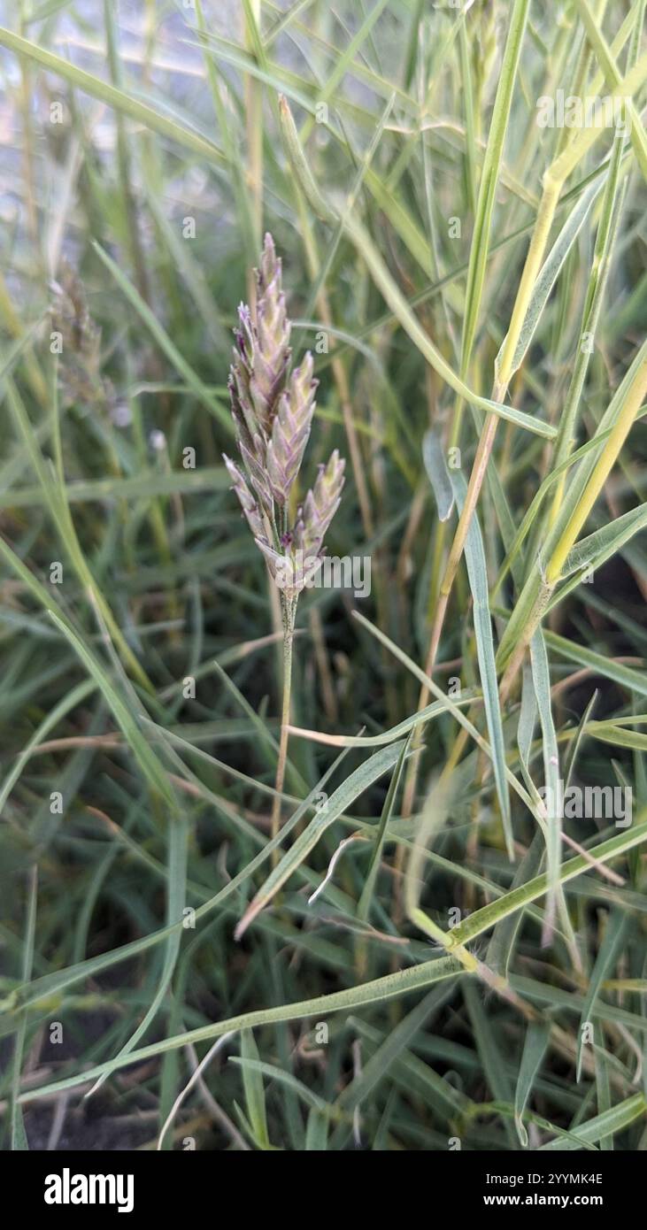 Saltgrass (Distichlis spicata Stock Photo - Alamy