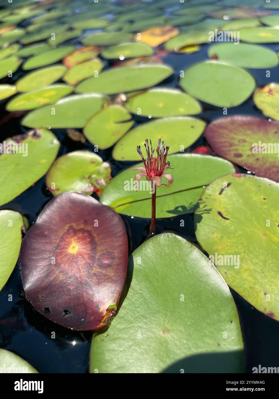 Watershield (Brasenia schreberi Stock Photo - Alamy