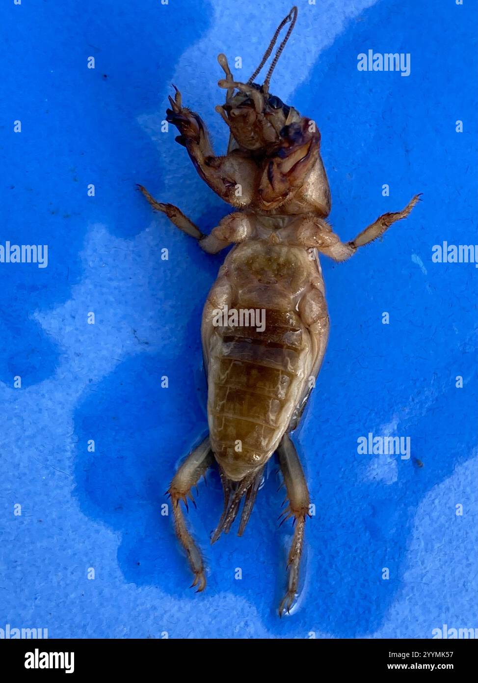 Southern Mole Cricket (Neoscapteriscus borellii Stock Photo - Alamy