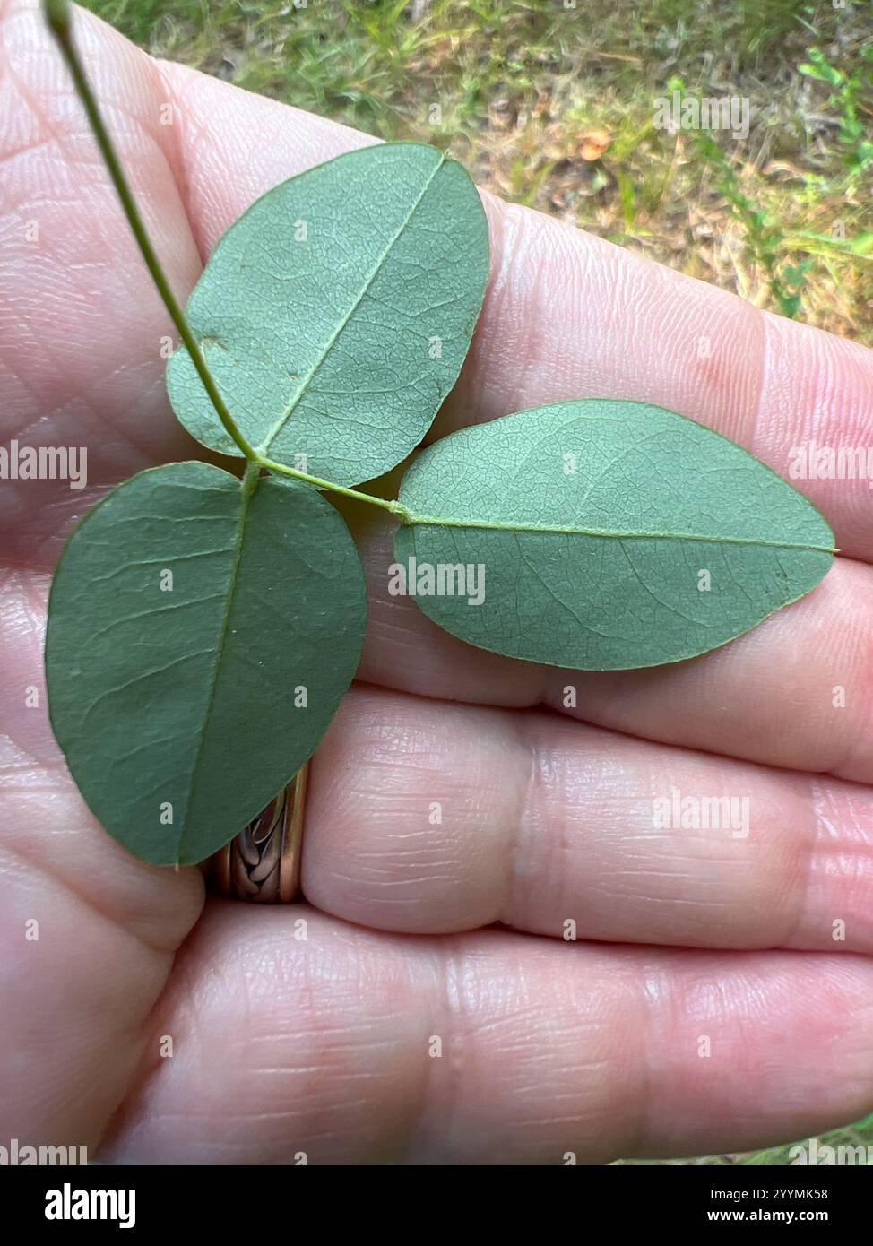 eastern milk-pea (Galactia regularis Stock Photo - Alamy