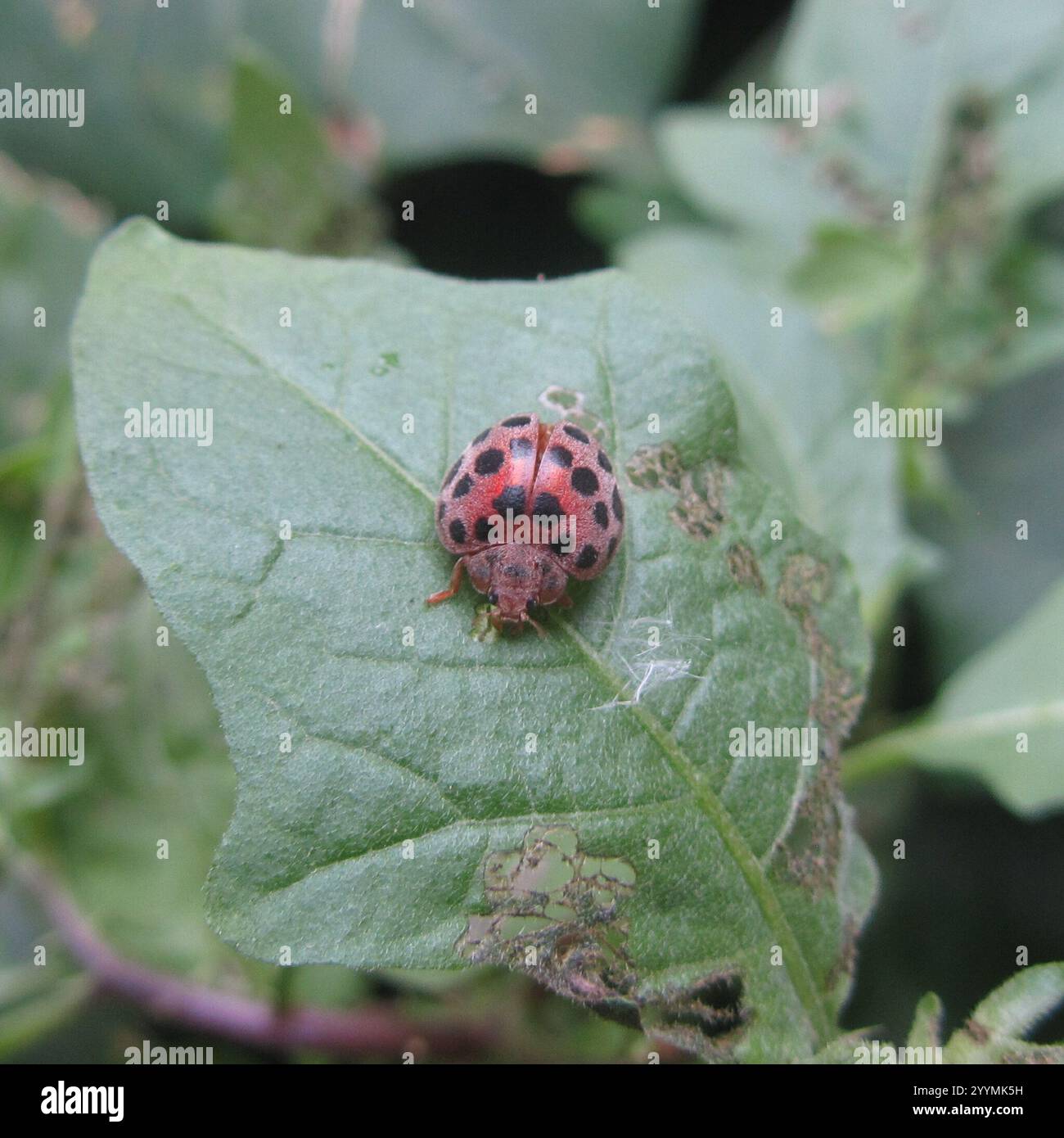 Vigintioctopunctata hi-res stock photography and images - Alamy