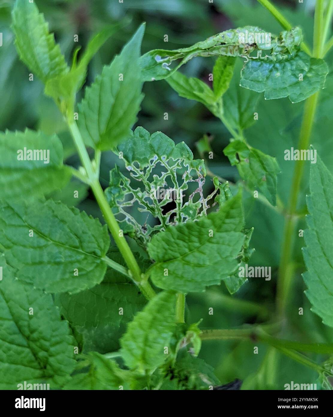 Skullcap Skeletonizer Moth (Prochoreutis inflatella Stock Photo - Alamy