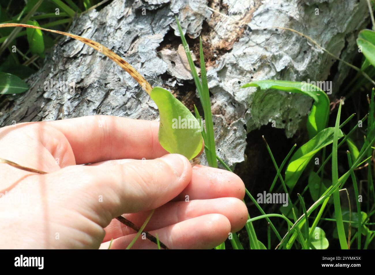 Plantainleaf buttercup hi-res stock photography and images - Alamy