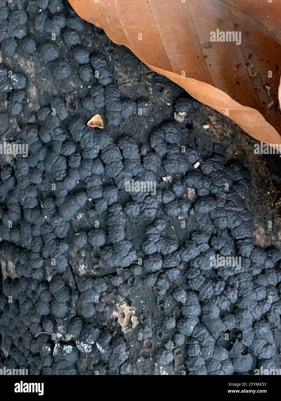 Brittle Cinder (Kretzschmaria deusta Stock Photo - Alamy