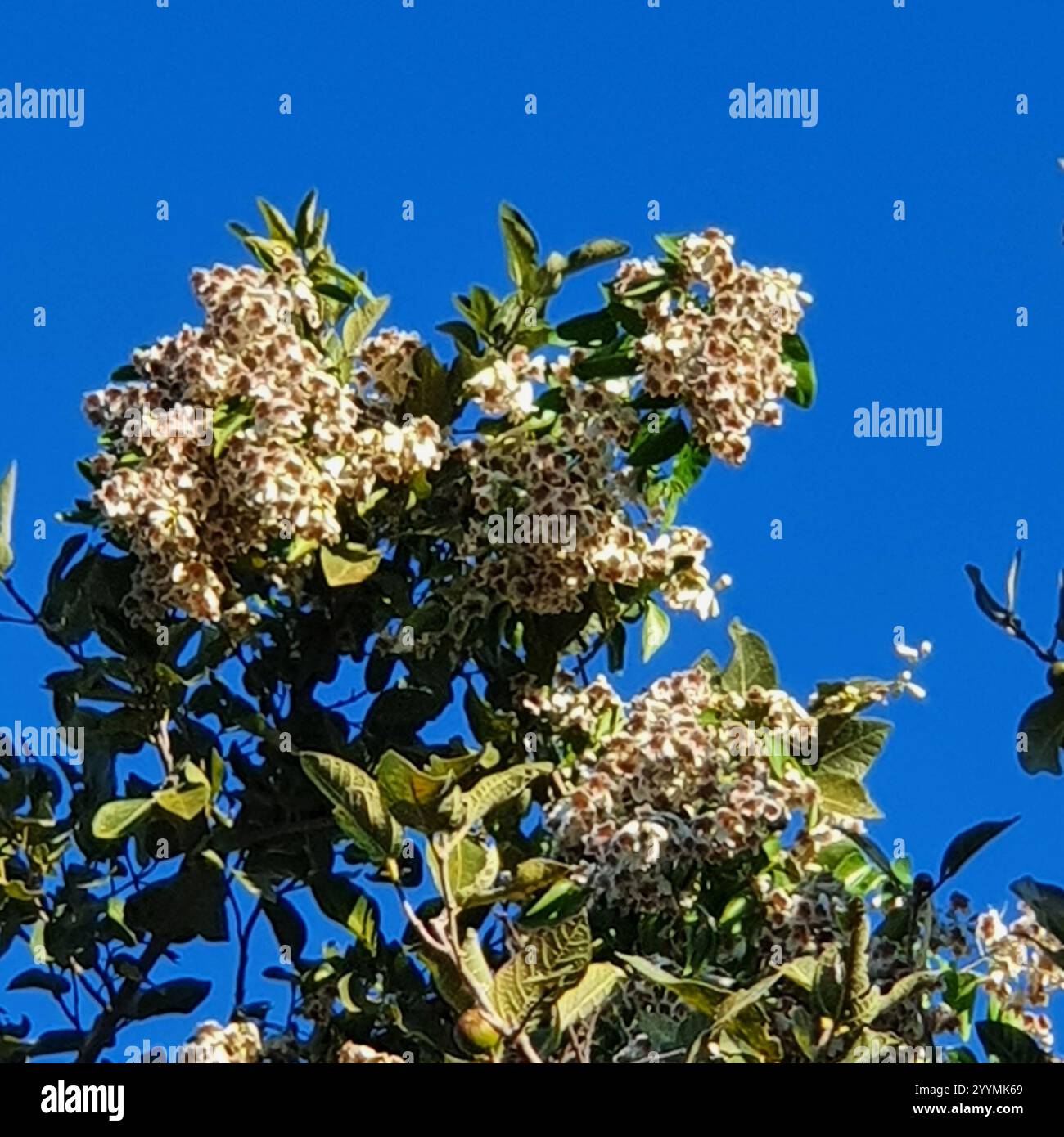 wonga vine (Pandorea pandorana Stock Photo - Alamy