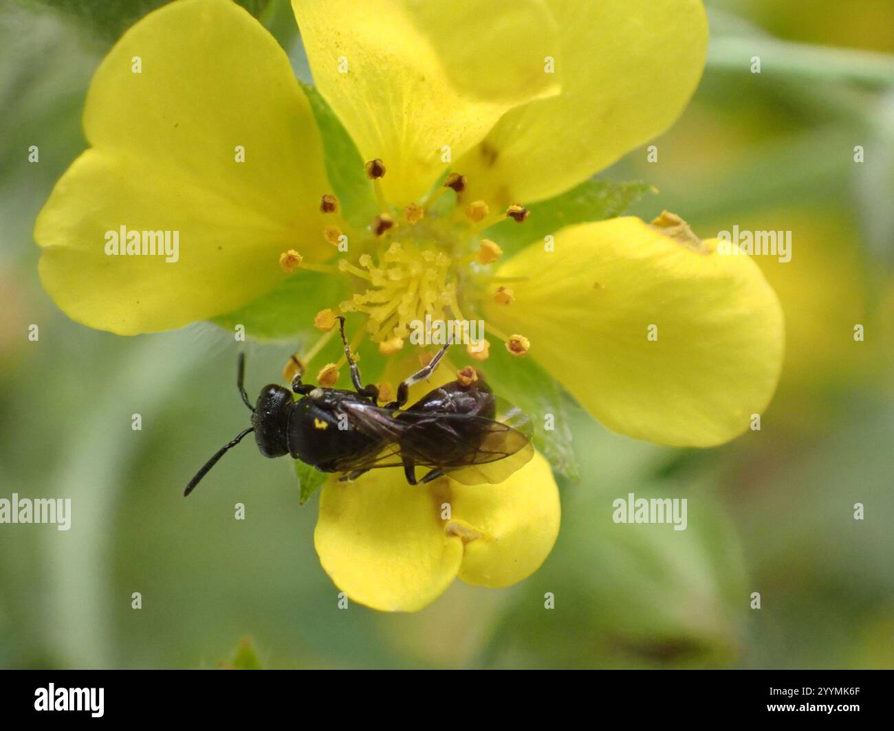 Masked Bees (Hylaeus Stock Photo - Alamy