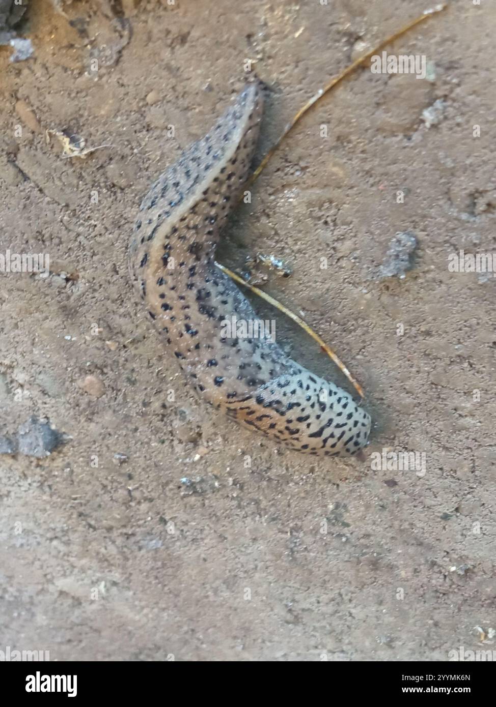 Leopard Slug (Limax maximus Stock Photo - Alamy