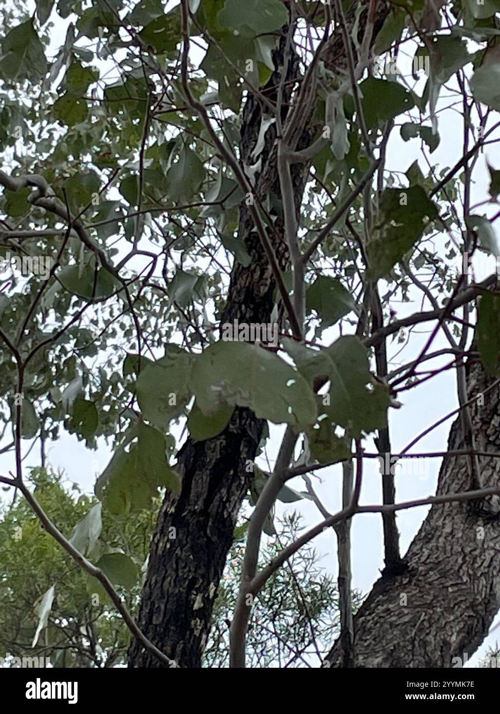 Poplar Box (Eucalyptus populnea Stock Photo - Alamy