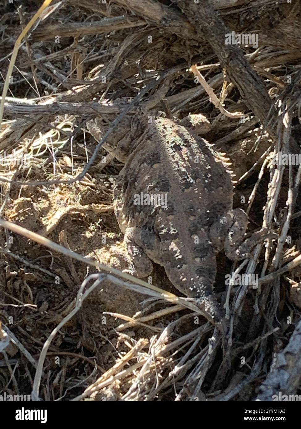 Pygmy short horned lizard hi-res stock photography and images - Alamy