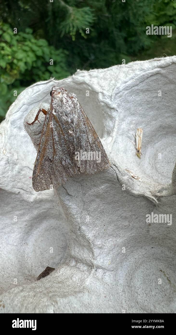 Dagger Moths (Acronicta Stock Photo - Alamy
