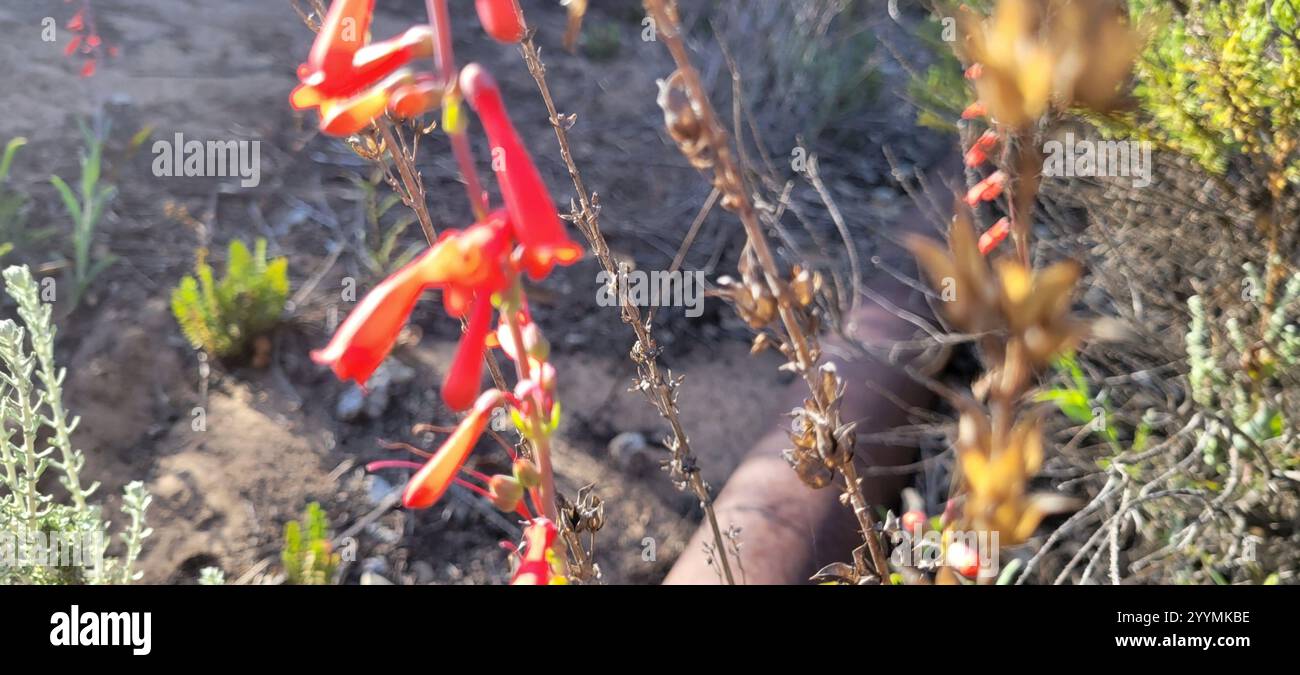 scarlet bugler (Penstemon centranthifolius Stock Photo - Alamy