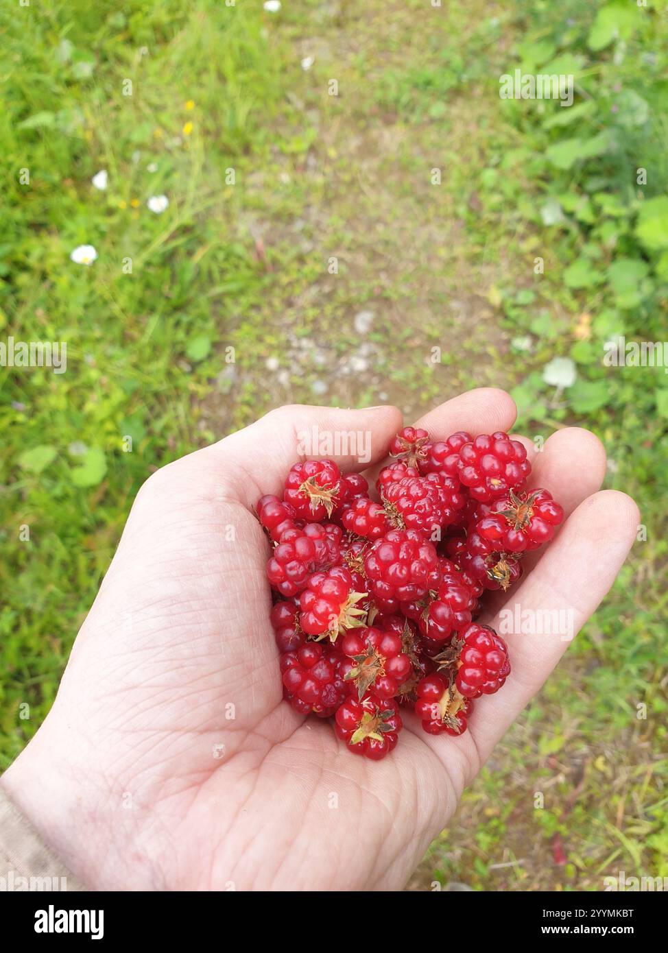 dwarf raspberry (Rubus pubescens Stock Photo - Alamy