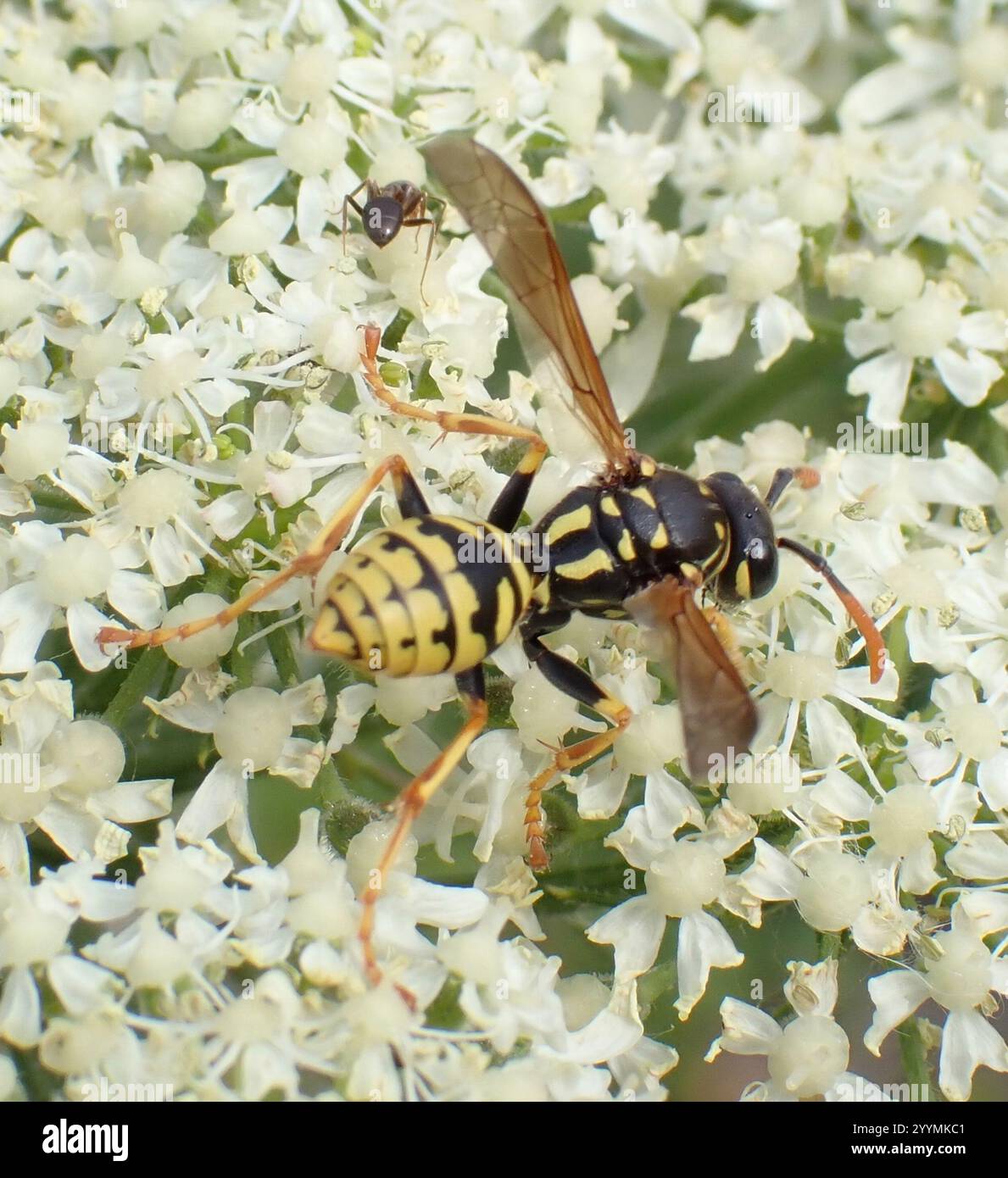 European Paper Wasp (Polistes dominula Stock Photo - Alamy
