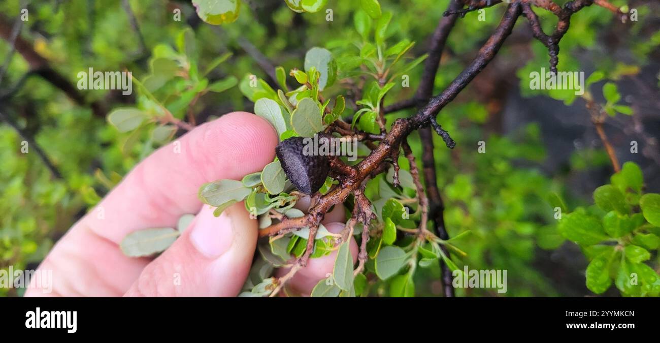 California scrub oak (Quercus berberidifolia Stock Photo - Alamy