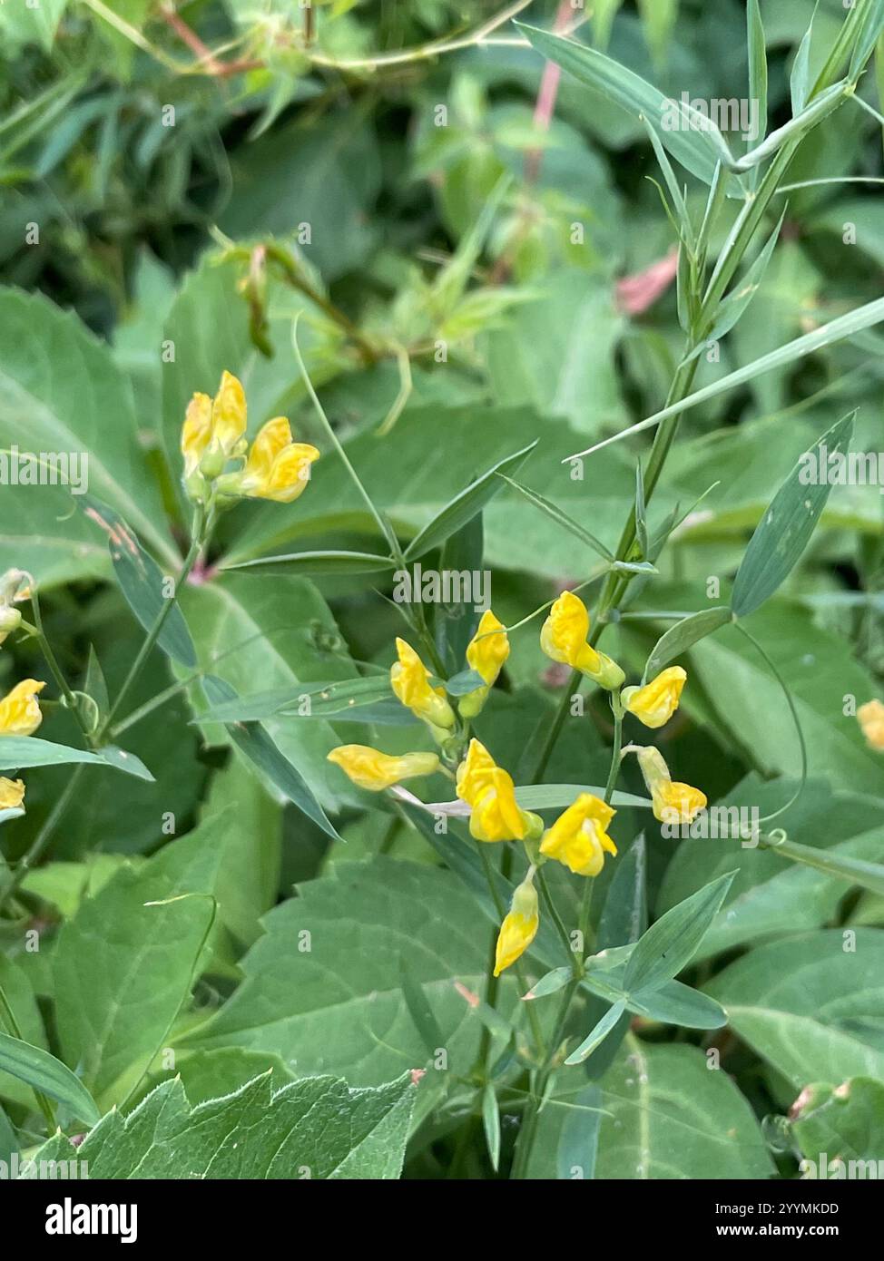 meadow pea (Lathyrus pratensis Stock Photo - Alamy