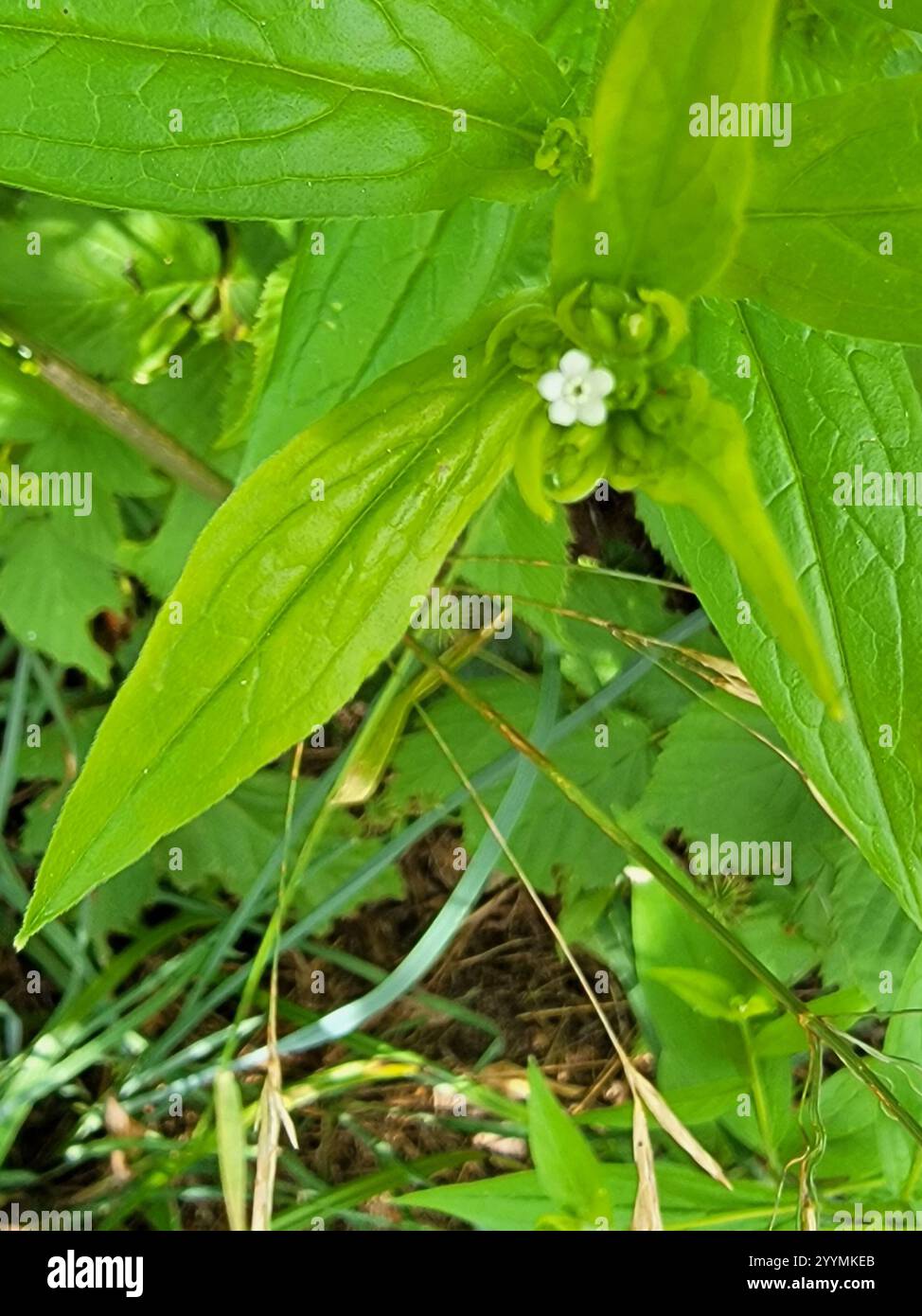 virginia stickseed (Hackelia virginiana Stock Photo - Alamy